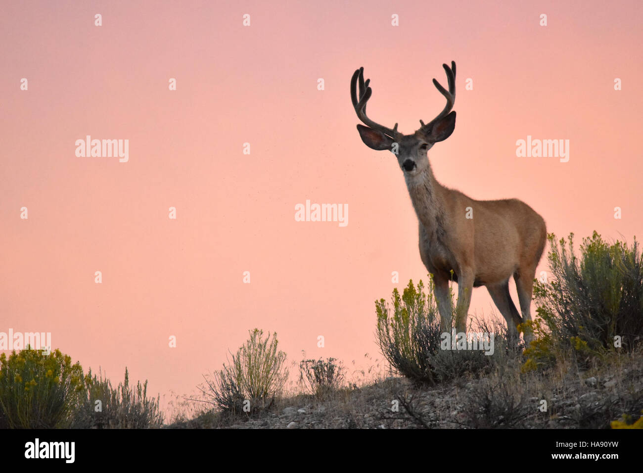 Mule deer observed at Seedskadee National Wildlife Refuge in Wyoming ...