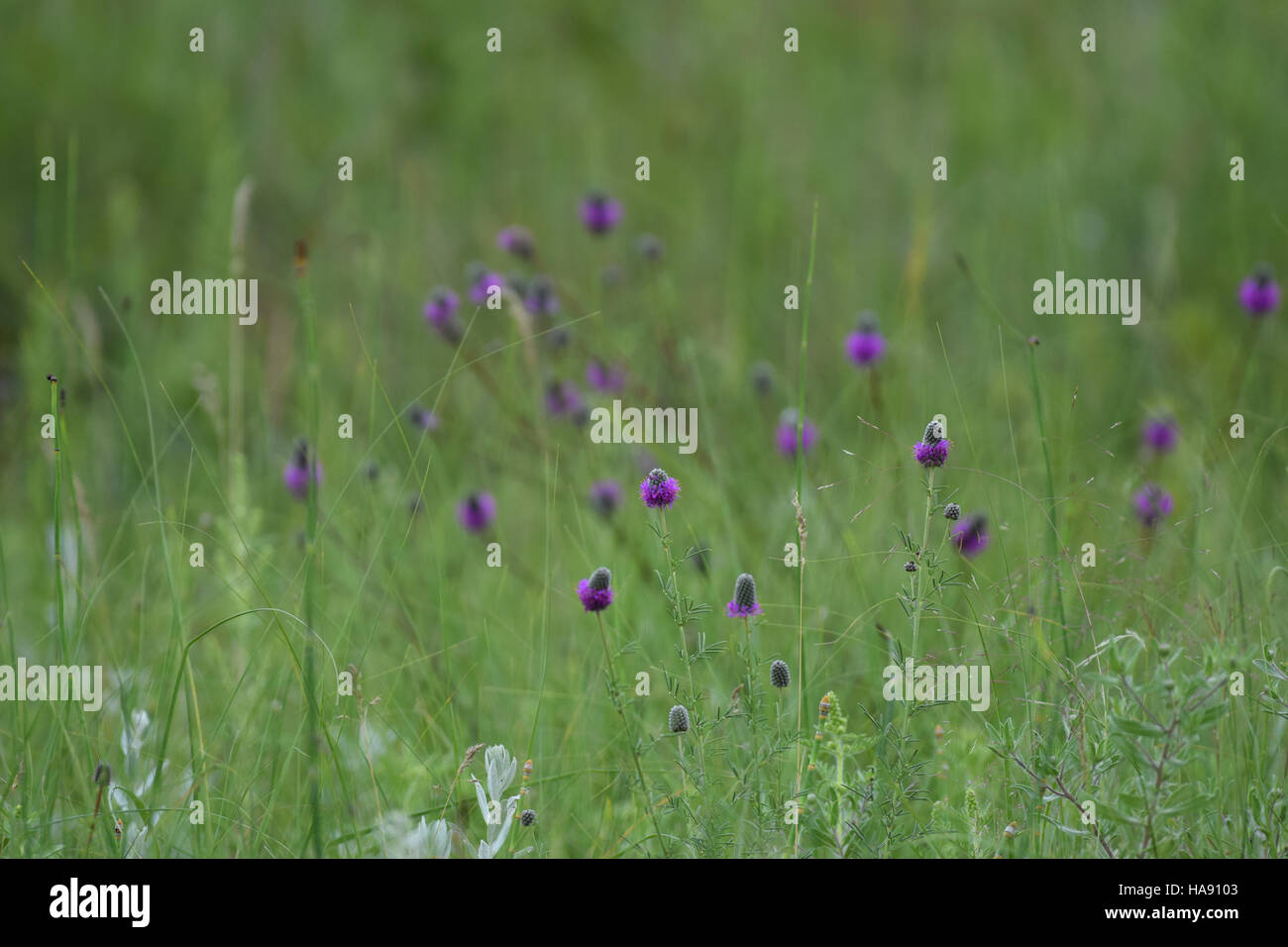 Purple Prairie Clover is a key species at J. Clark Salyer National ...