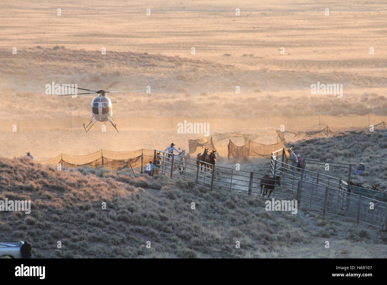 The Bureau of Land Management gathers wild antelope in Antelope Valley ...