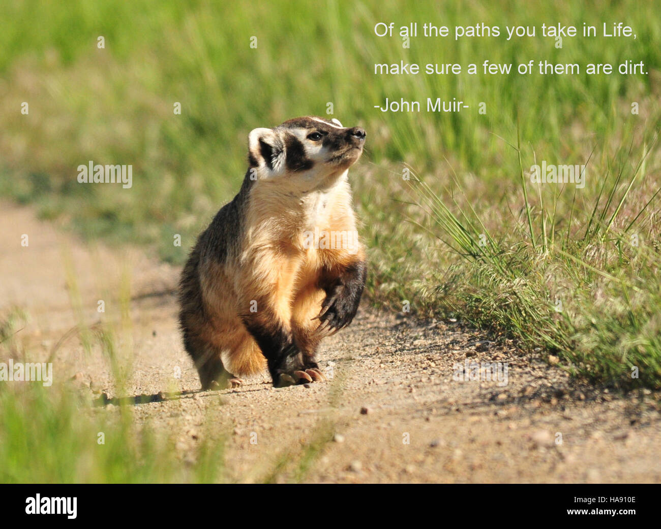 An American Badger was spotted at Seedskadee National Wildlife Refuge ...