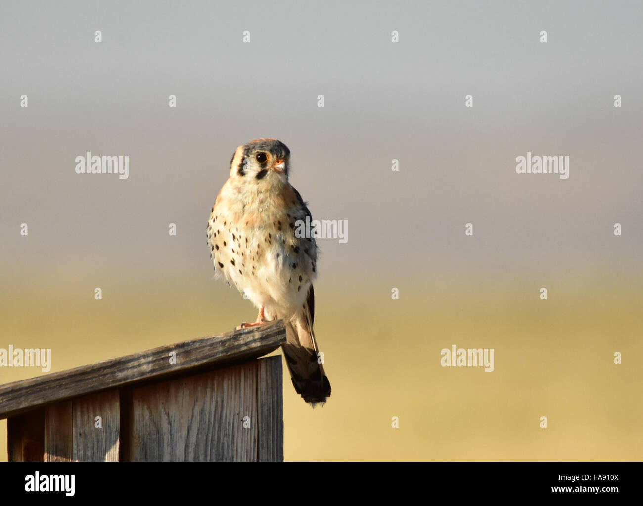 usfwsmtnprairie 28862392181 American Kestrel on Seedskadee National ...