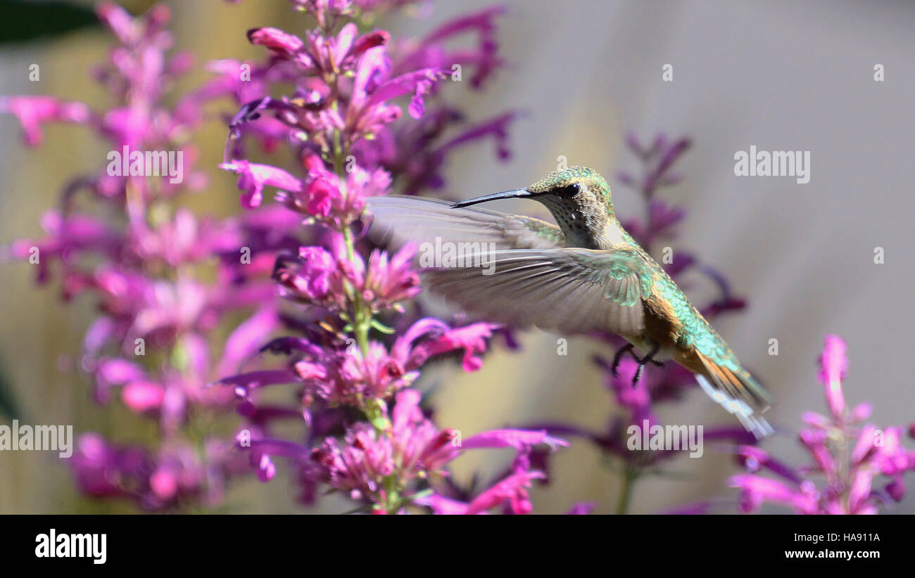 A Broad-tailed Hummingbird feeds on Agastache in a national park ...