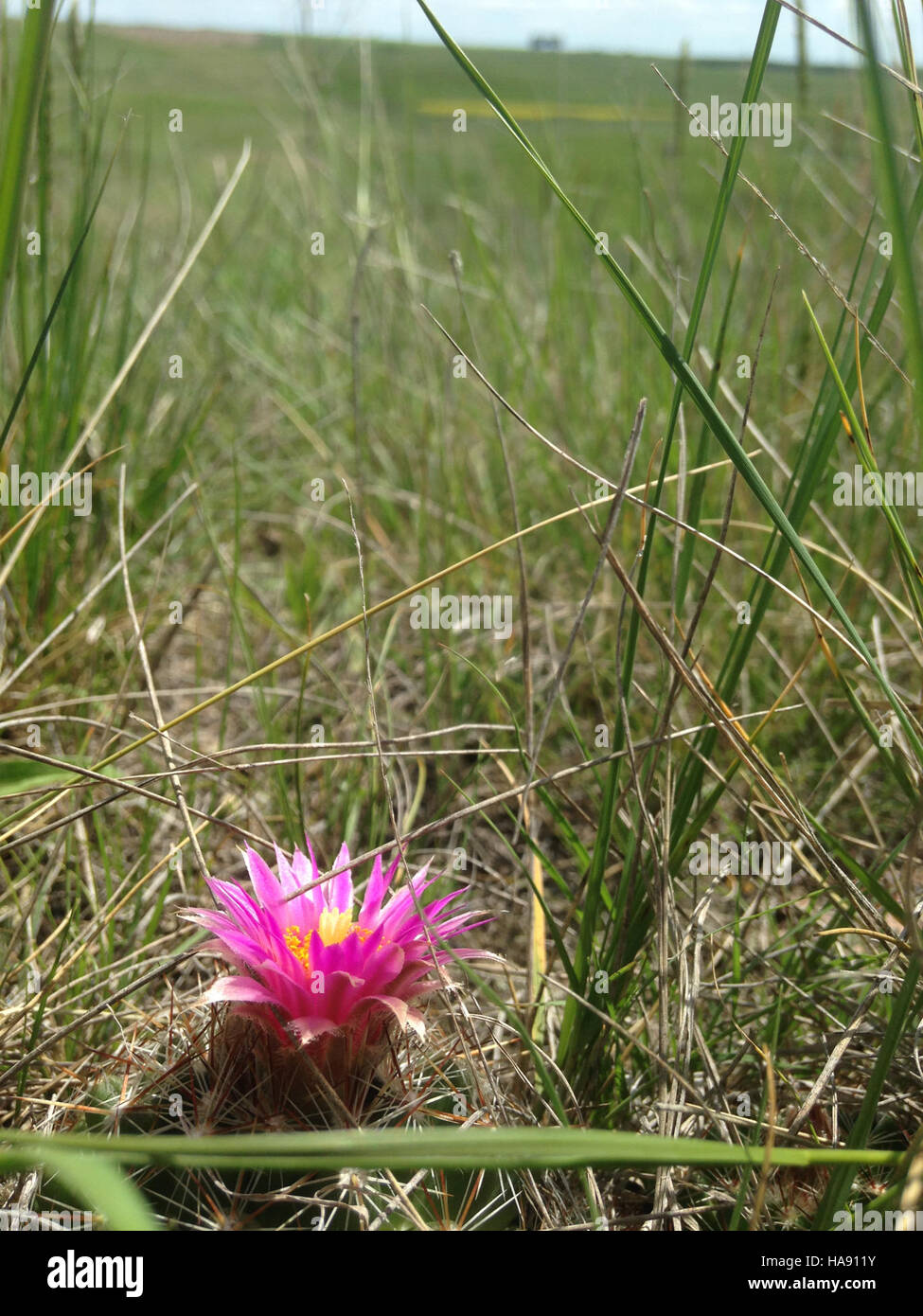 A small cactus is pictured in a vast prairie within a national park ...