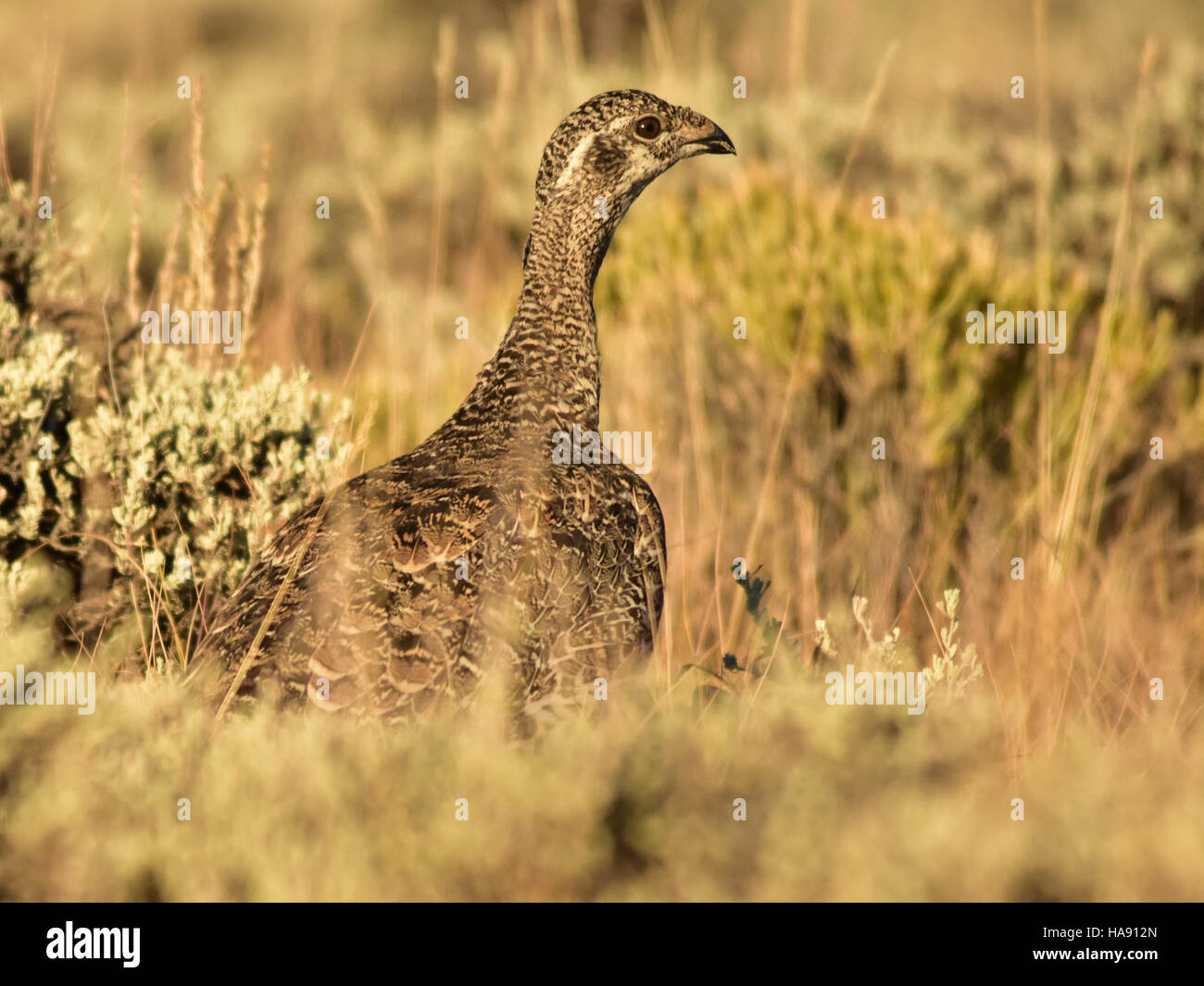 The Greater Sage-Grouse is photographed at Arapaho National Wildlife ...