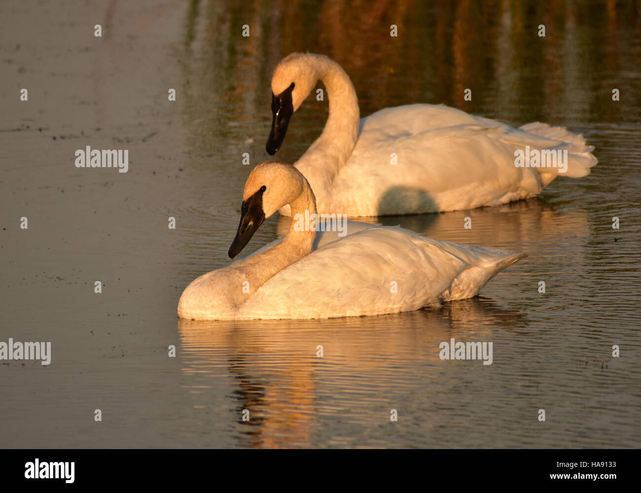 A Trumpeter Swan rests on the waters of Seedskadee National Wildlife ...