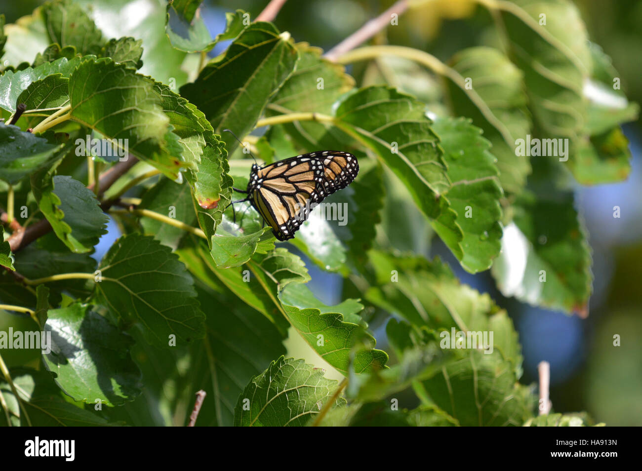 Wildlife thrives at Quivira National Wildlife Refuge in Kansas, which ...