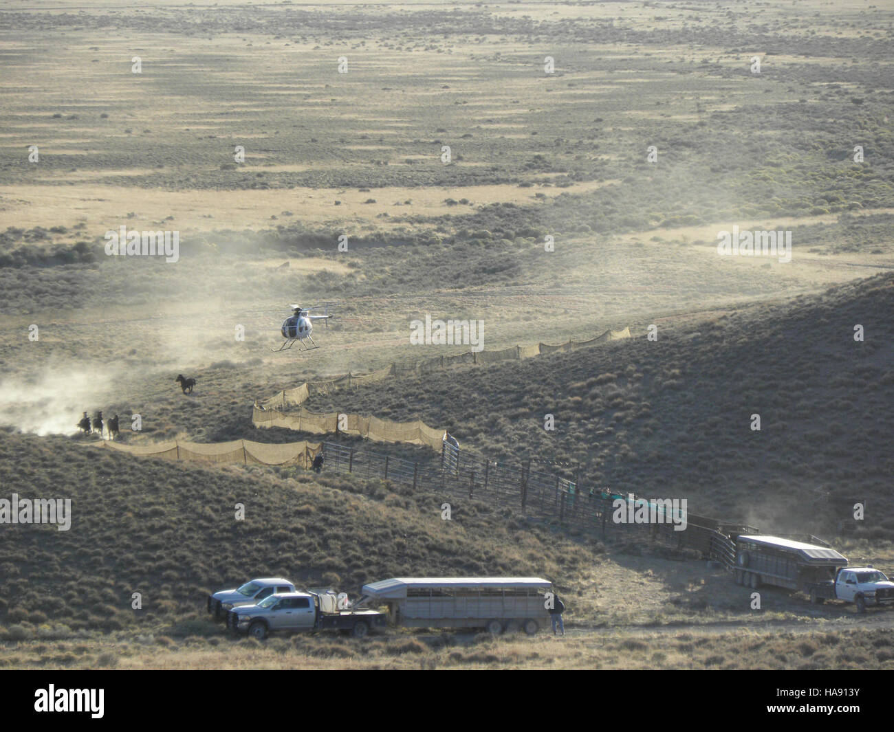 Helicopter-assisted herding is used to manage antelope populations on ...