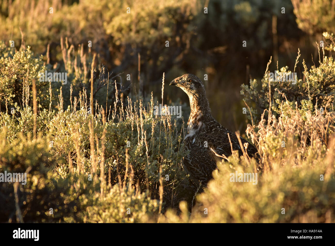 The Greater Sage-Grouse, a species of conservation concern, is found in ...