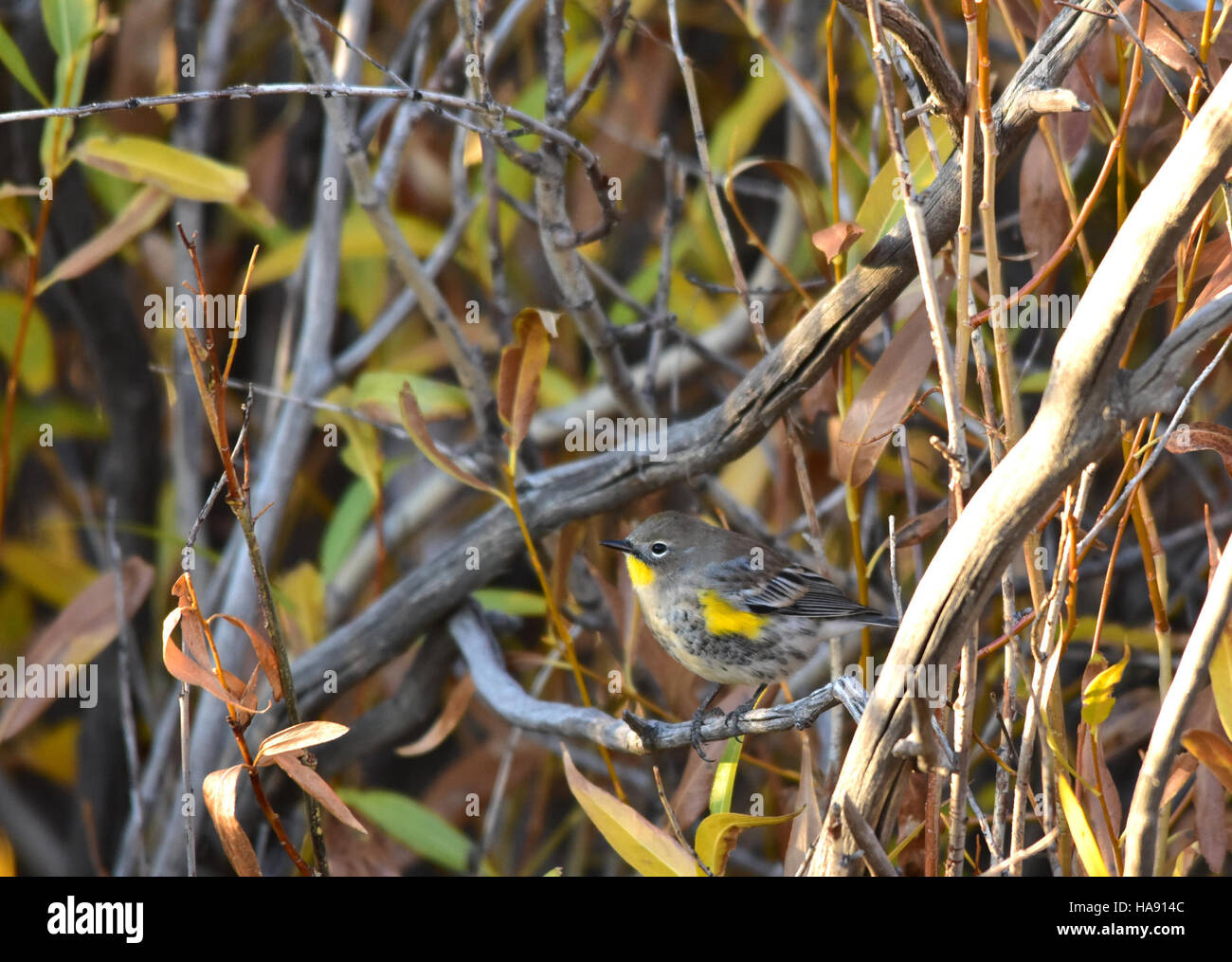 A Yellow-rumped Warbler is spotted at the Arapaho National Wildlife ...