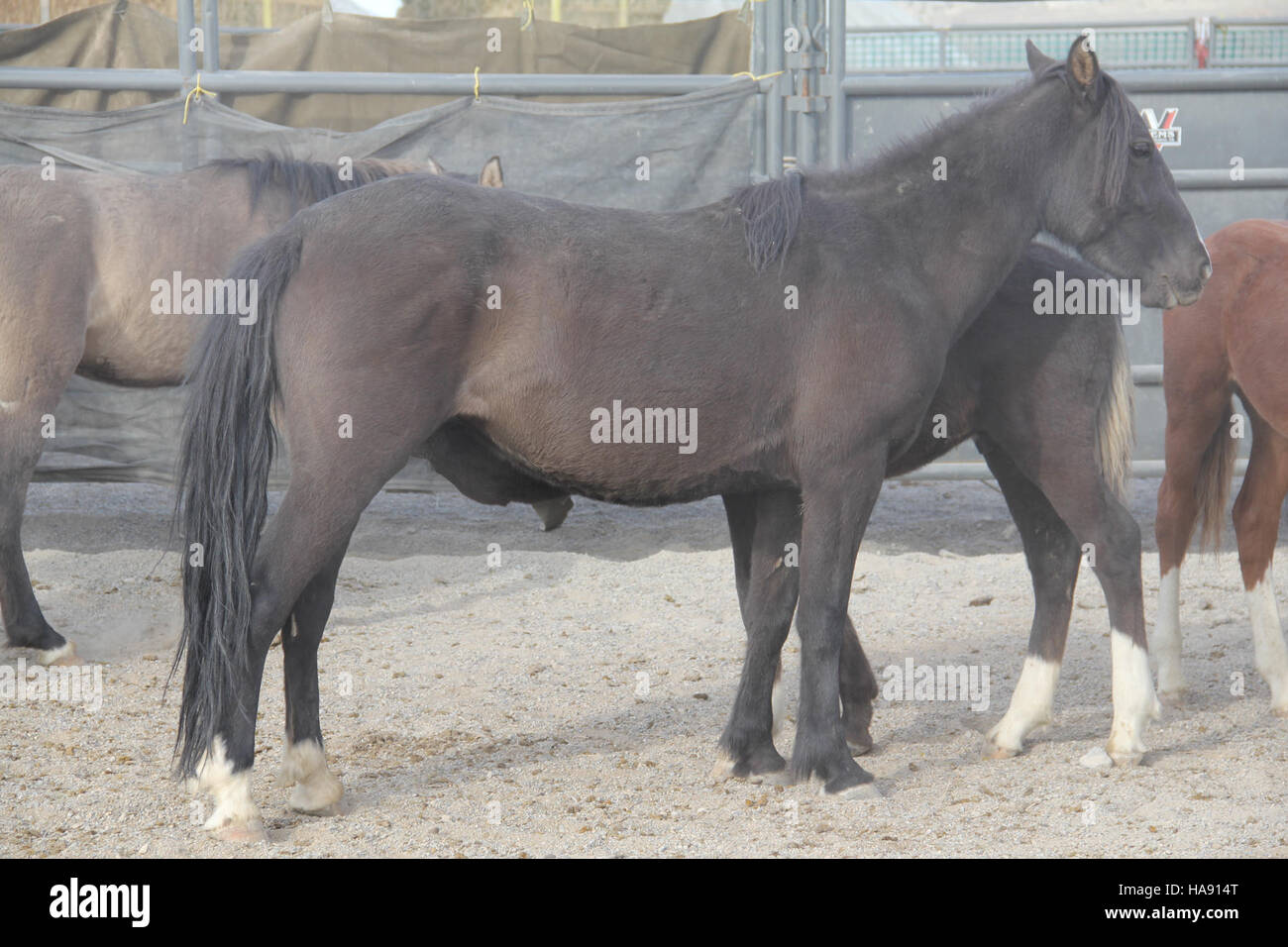 A mare and her foal are seen together in the wild, part of the antelope ...