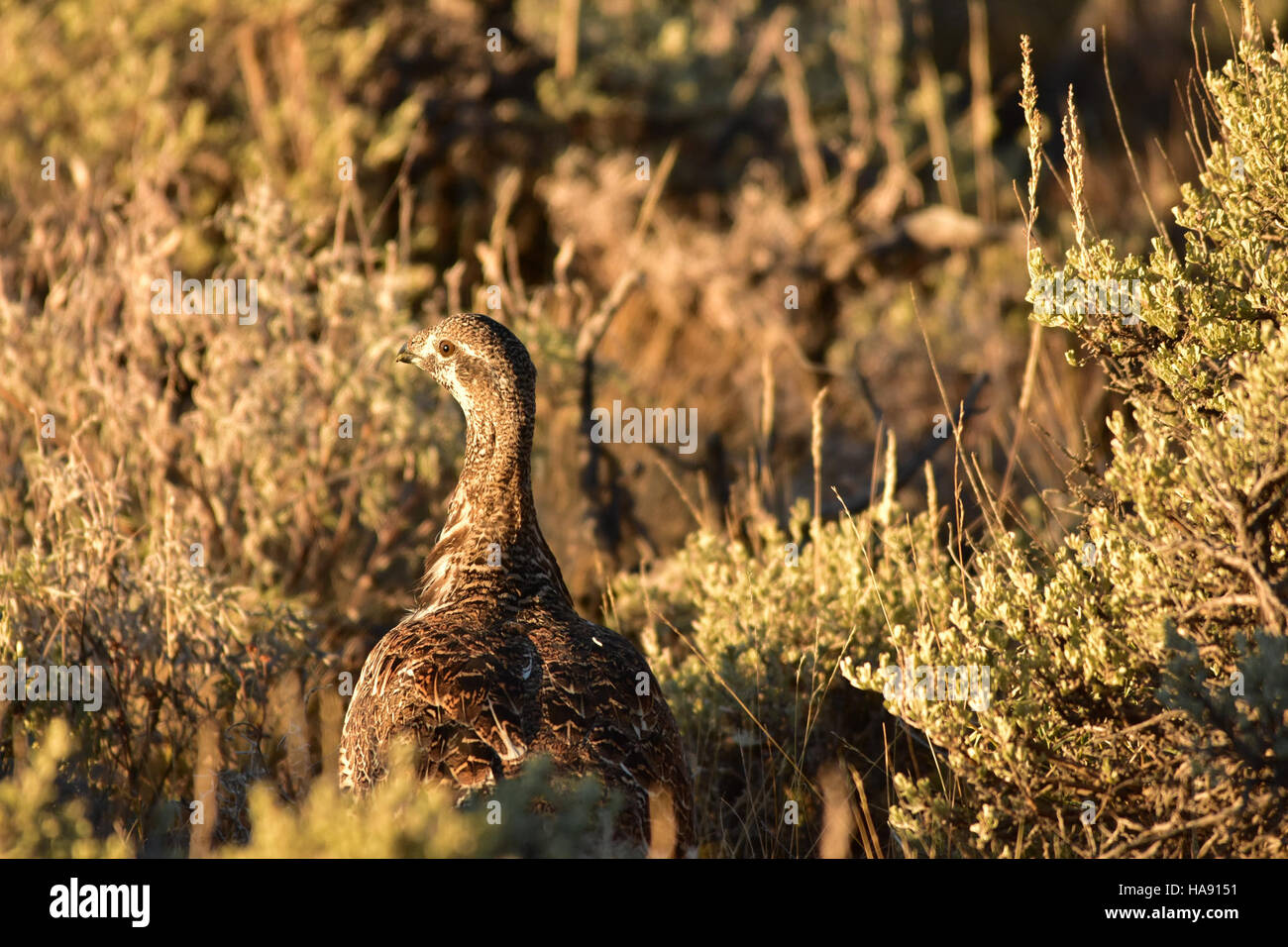 A Greater Sage-Grouse is spotted on the Arapaho National Wildlife ...