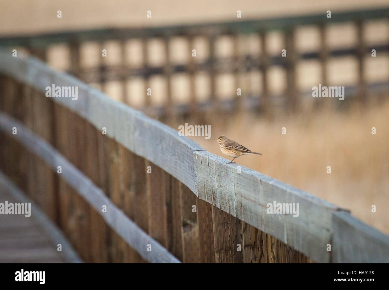 usfwsmtnprairie 29800359753 Am. Pipit at Benton Lake NWR 07 Stock Photo ...