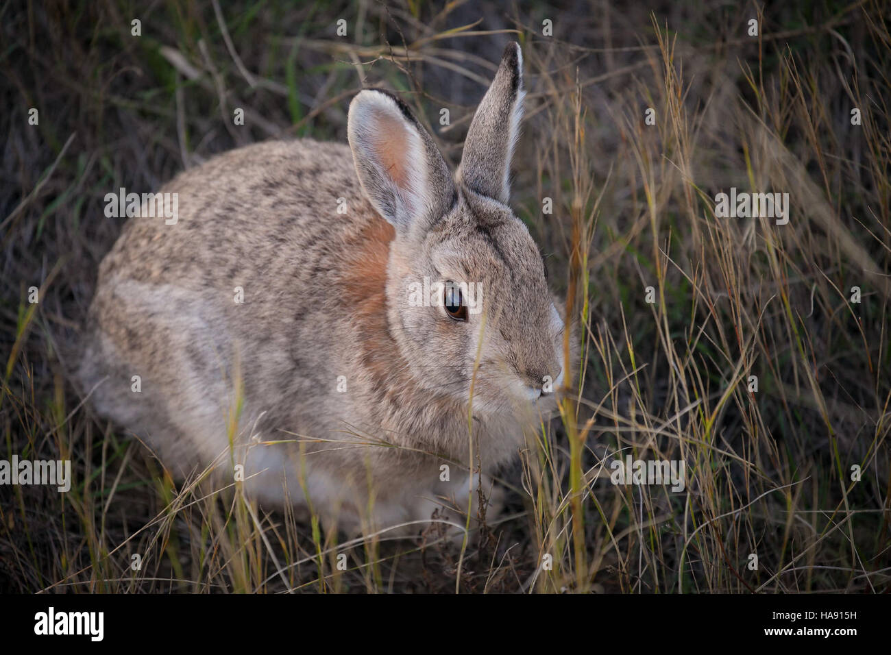 A Cottontail Rabbit is spotted at Benton Lake National Wildlife Refuge ...