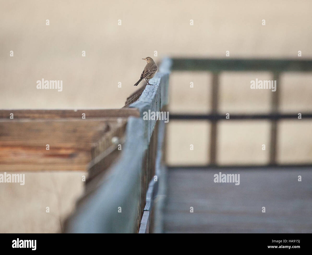 usfwsmtnprairie 29800365713 Am. Pipit at Benton Lake NWR 01 Stock Photo ...