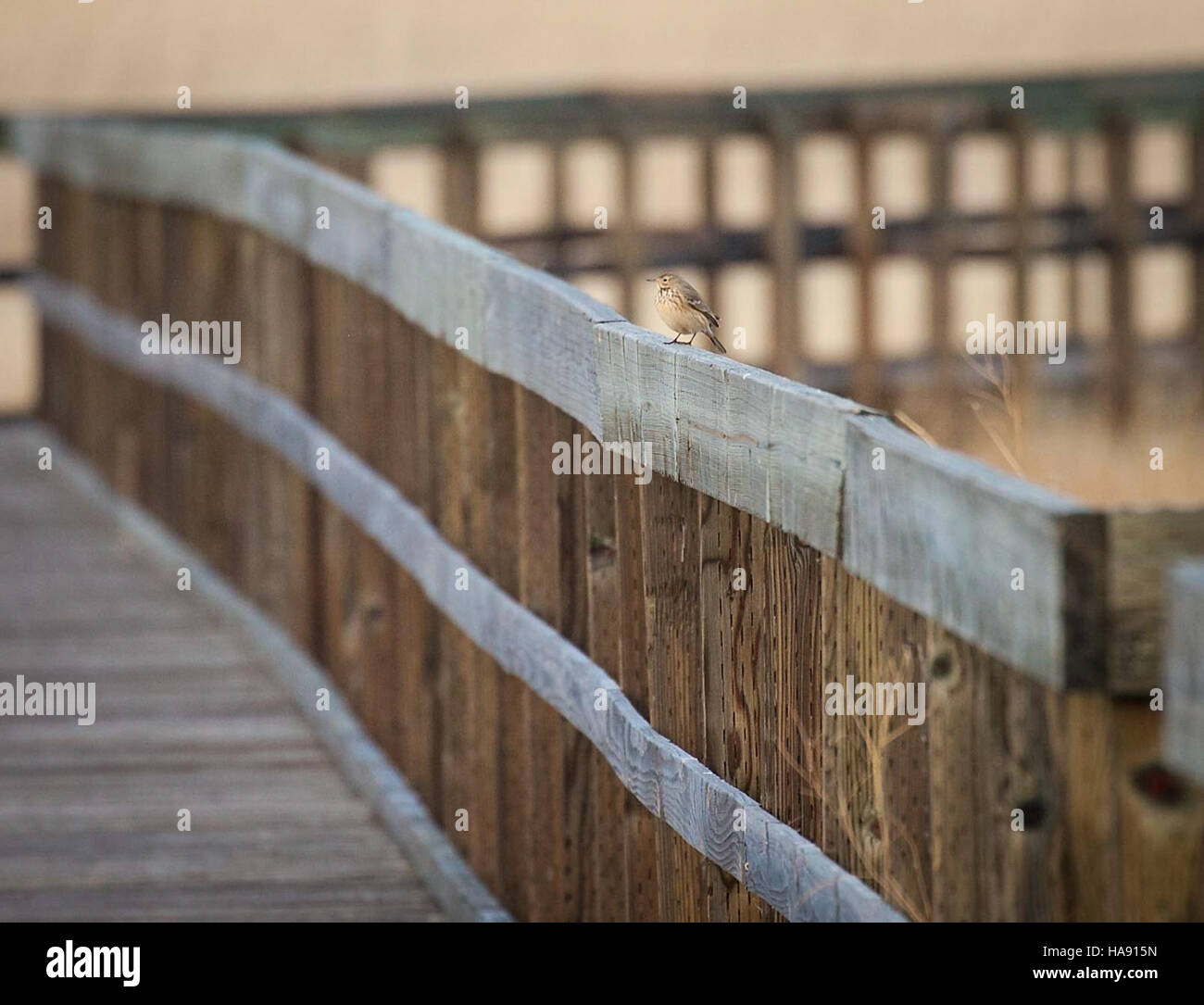 usfwsmtnprairie 29800366153 Am. Pipit at Benton Lake NWR 08 Stock Photo ...