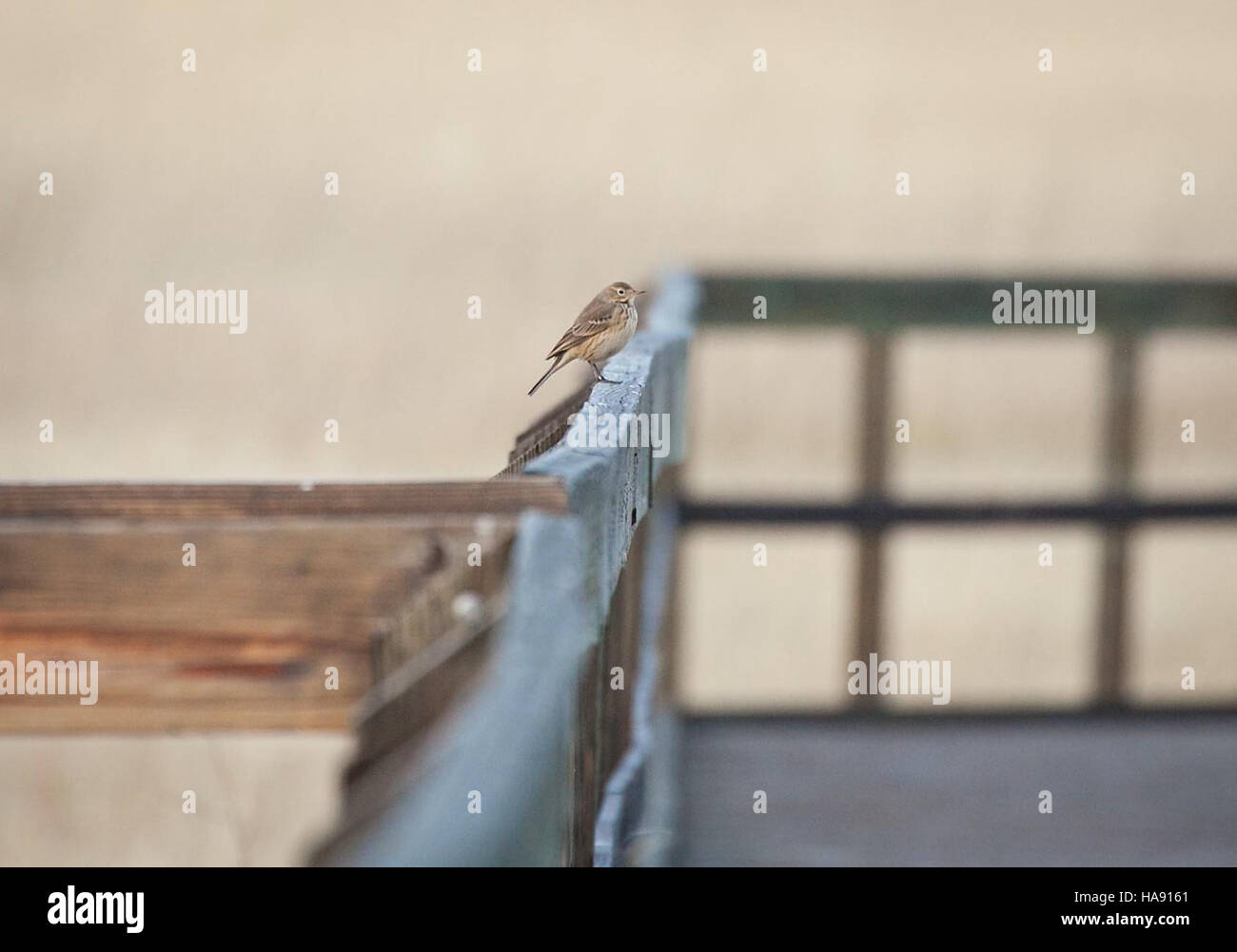 usfwsmtnprairie 29801292424 Am. Pipit at Benton Lake NWR 02 Stock Photo ...