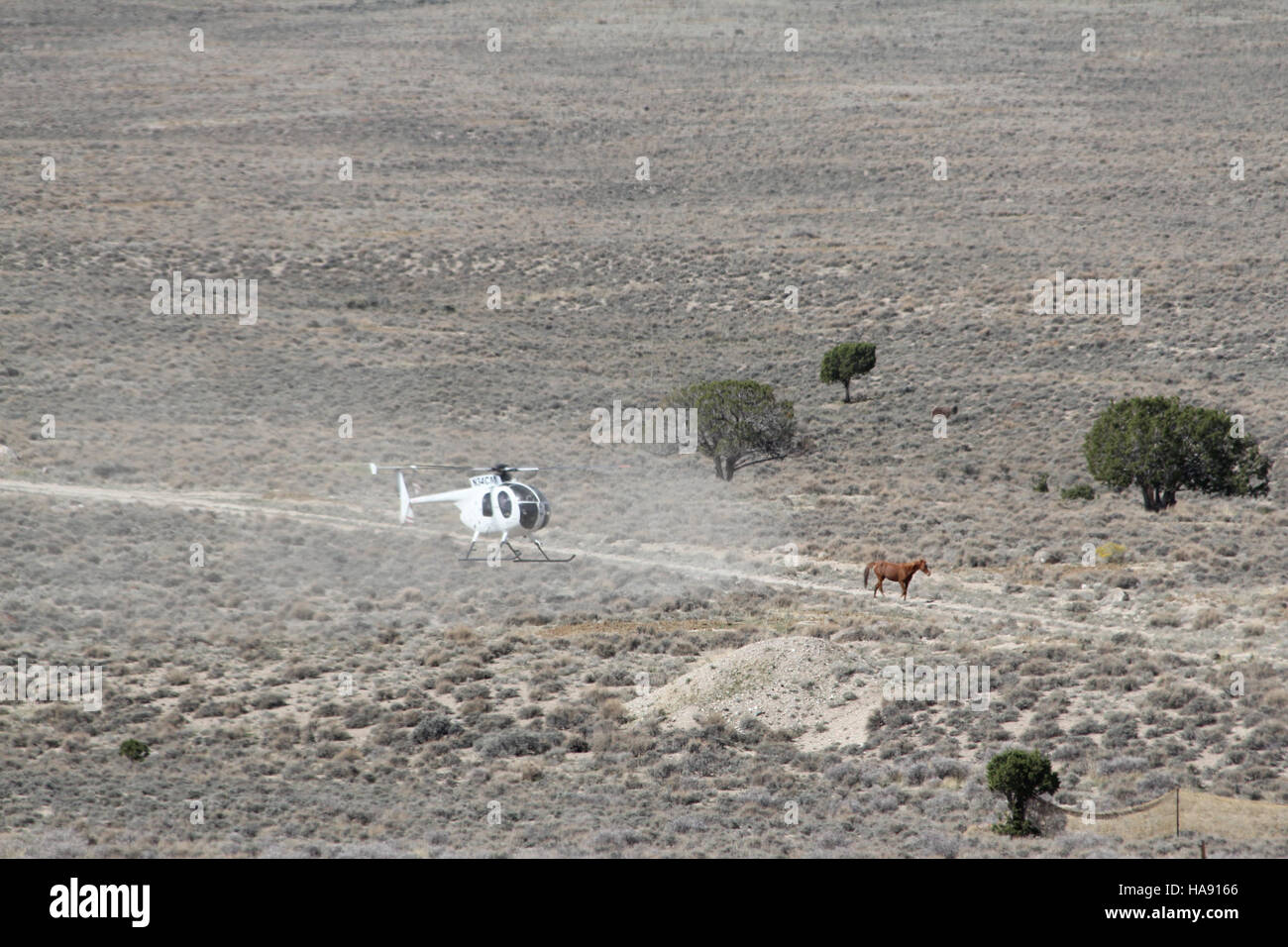 A mare is carefully guided into a gather site as part of the Bureau of ...