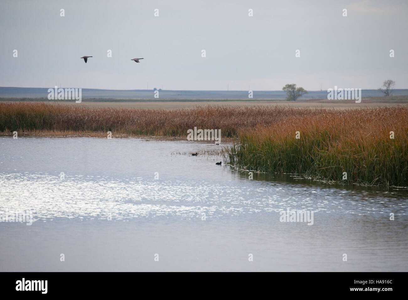 Waterfowl are a prominent feature of Benton Lake National Wildlife ...