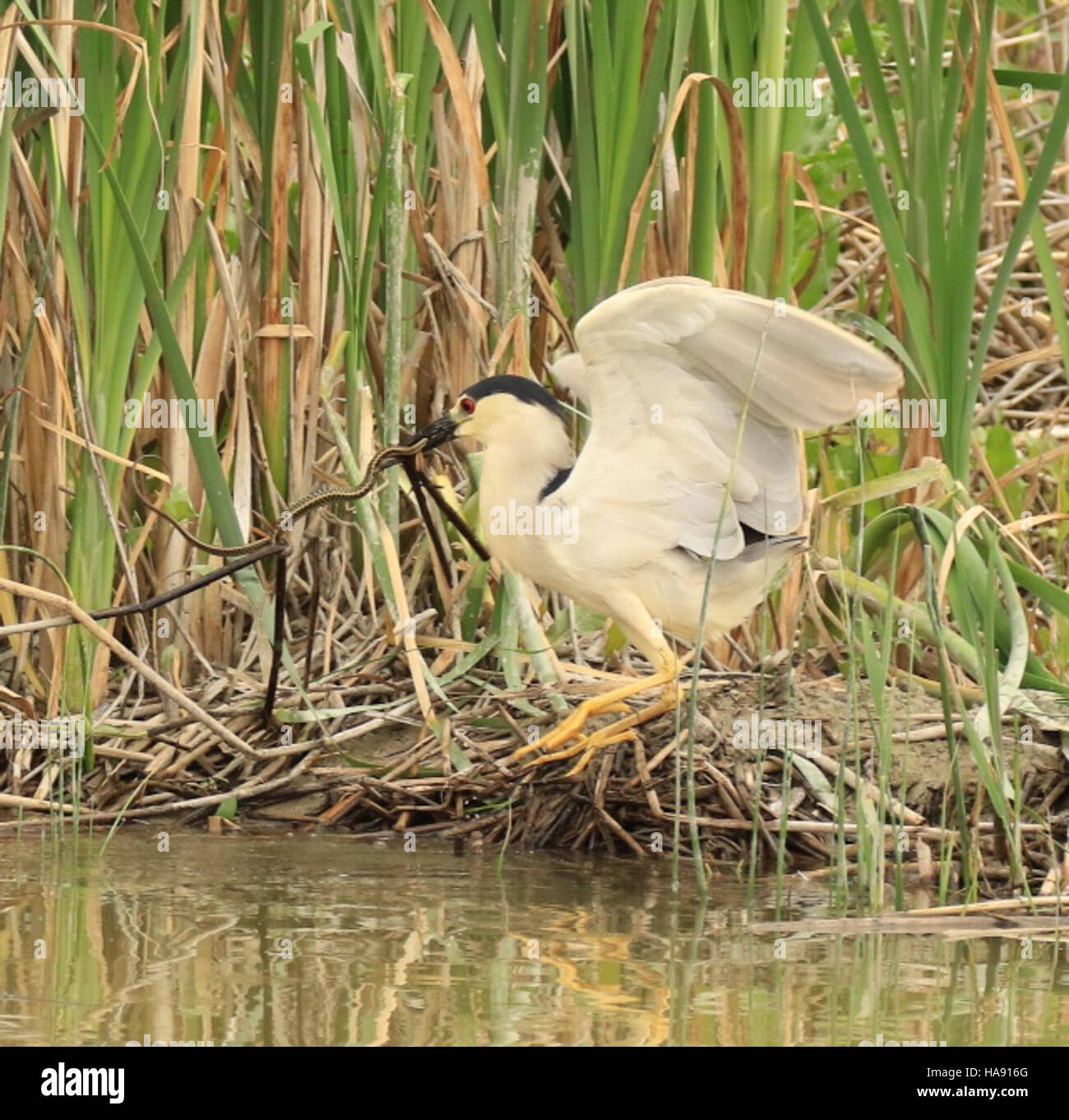 National parks provide crucial refuges for wildlife facing survival ...