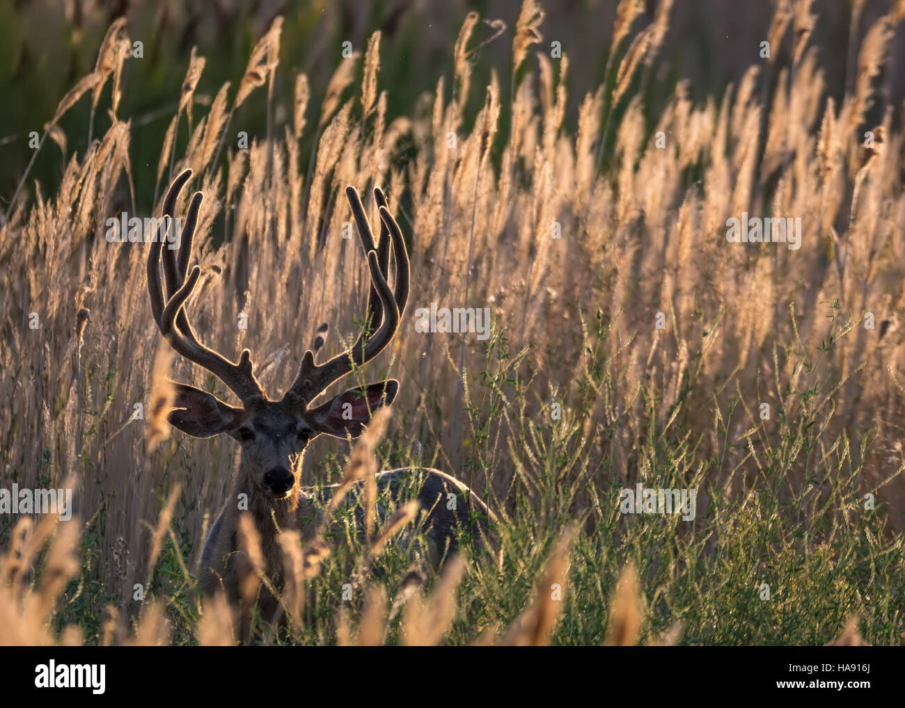 Mule deer are observed in their natural habitat within a national park ...