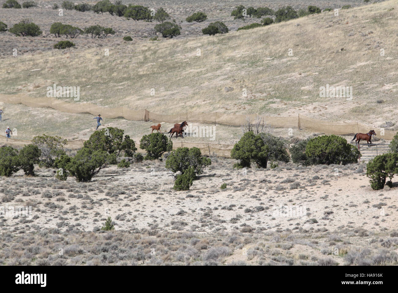 The Bureau of Land Management (BLM) conducts the Antelope Valley Wild ...