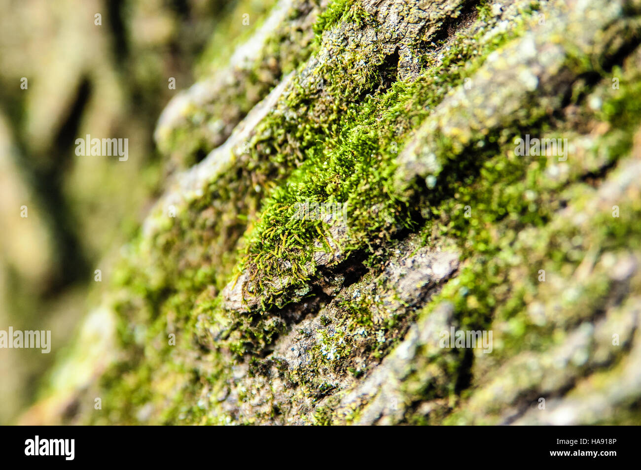 Wood textured background with green moss over Stock Photo - Alamy