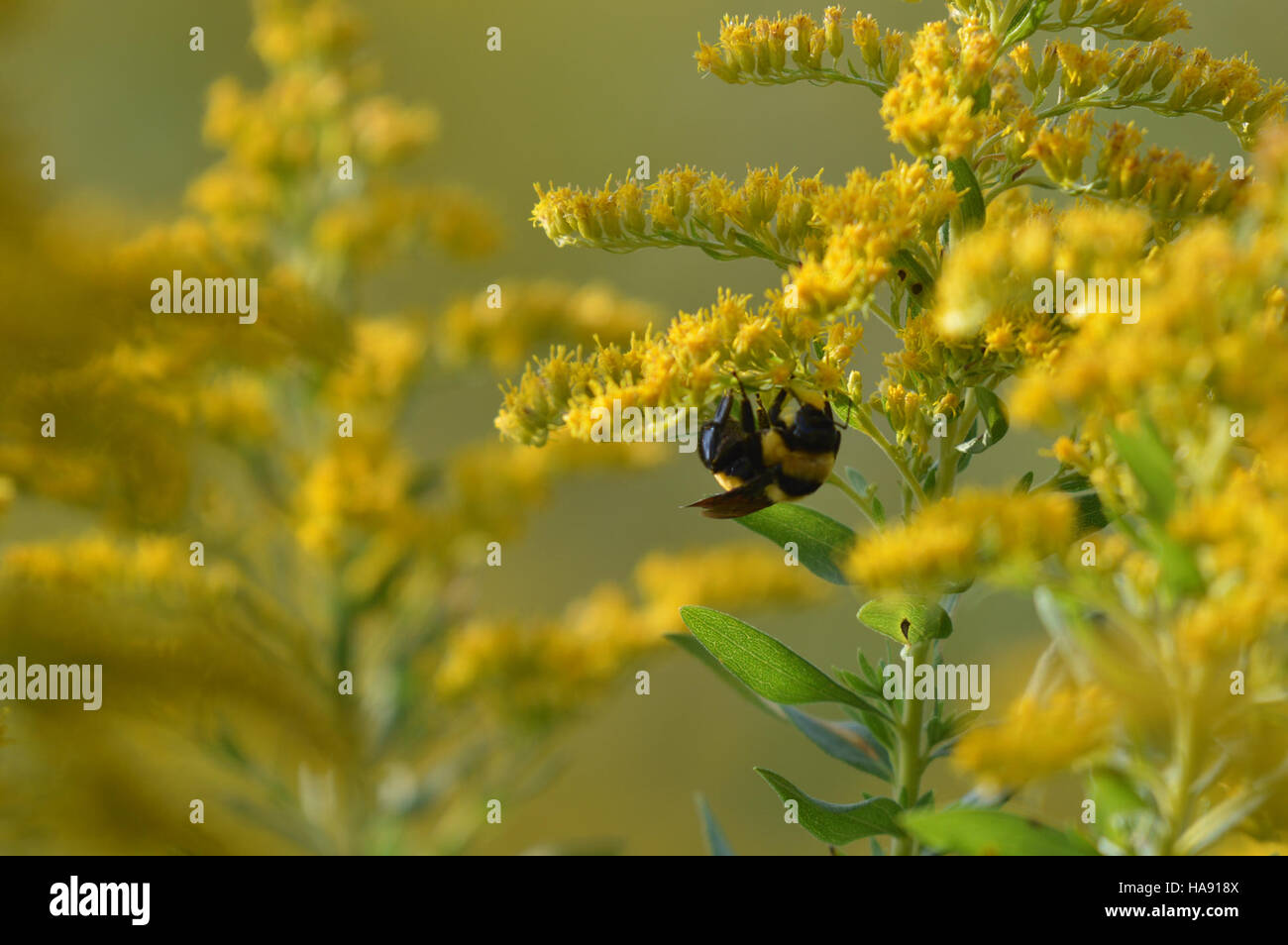Quivira National Wildlife Refuge in Kansas provides vital habitats for ...