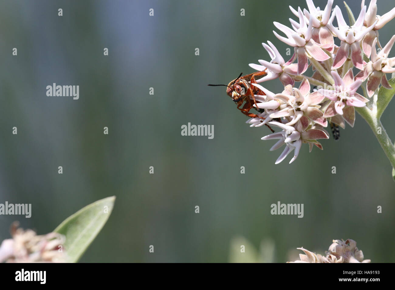 Insects as pollinators hi-res stock photography and images - Alamy