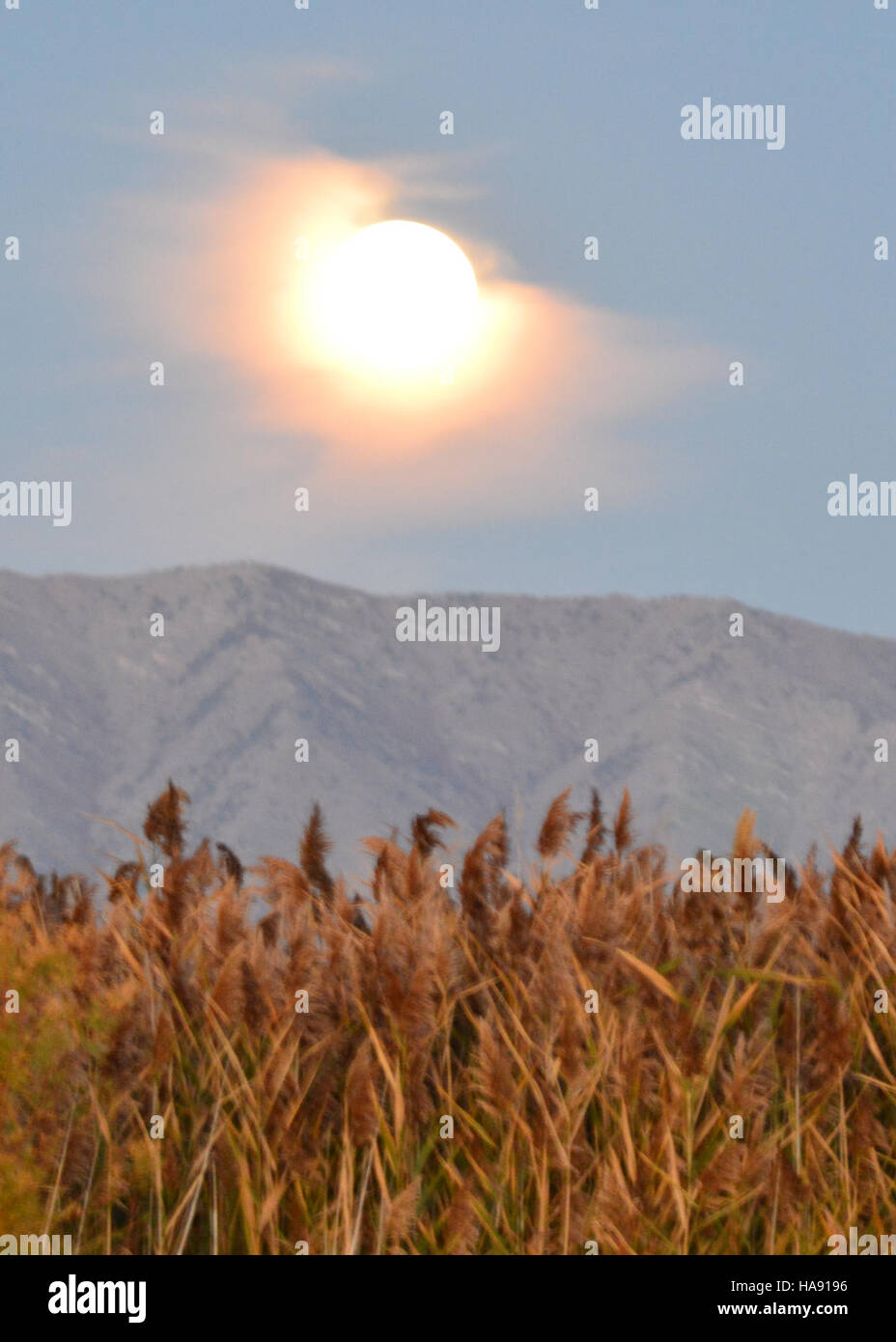 This image from Moon National Park showcases the invasive Phragmites ...