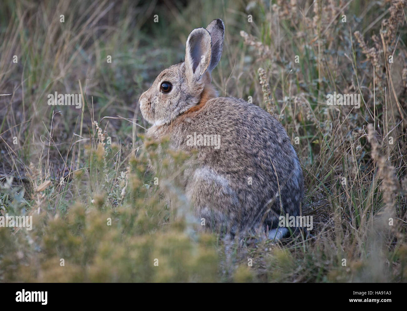 A cottontail rabbit spotted at Benton Lake National Wildlife Refuge in ...
