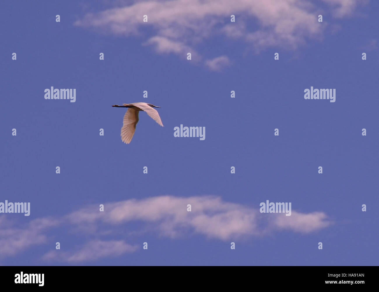 A crane takes flight in a national park, captured in mid-air as part of ...