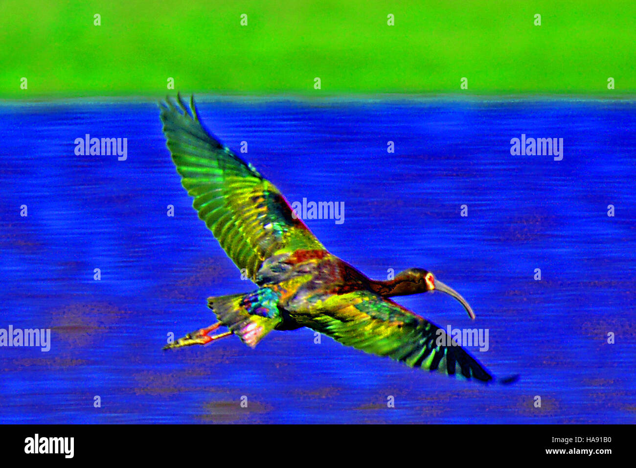 Technological advances in imaging reveal the brilliant feather colors ...