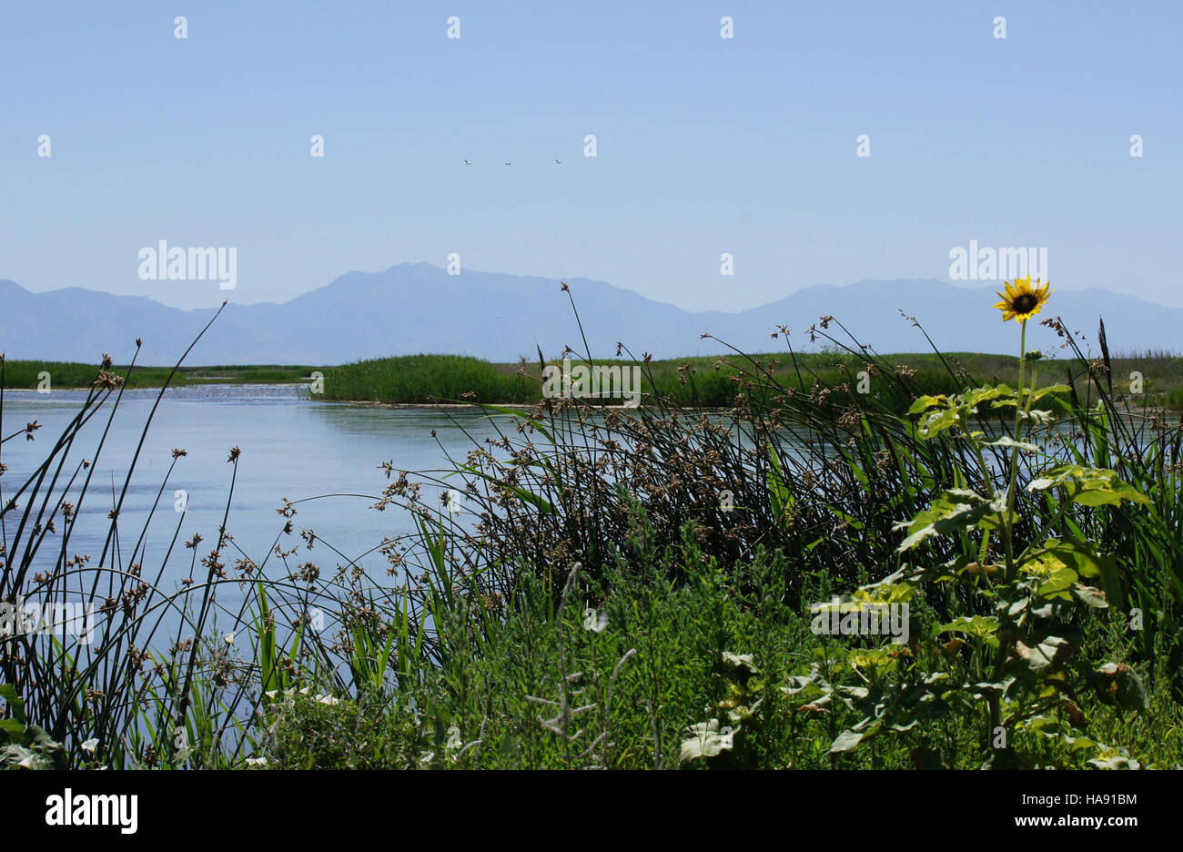 True nature hi-res stock photography and images - Alamy