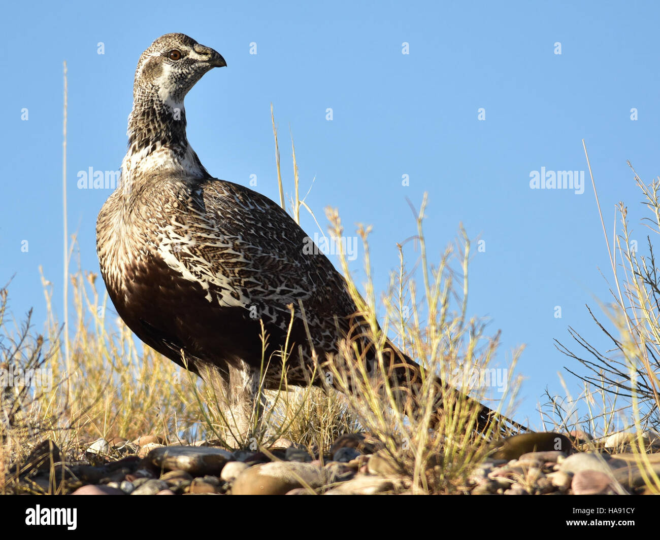 The Greater Sage-Grouse on Seedskadee National Wildlife Refuge ...