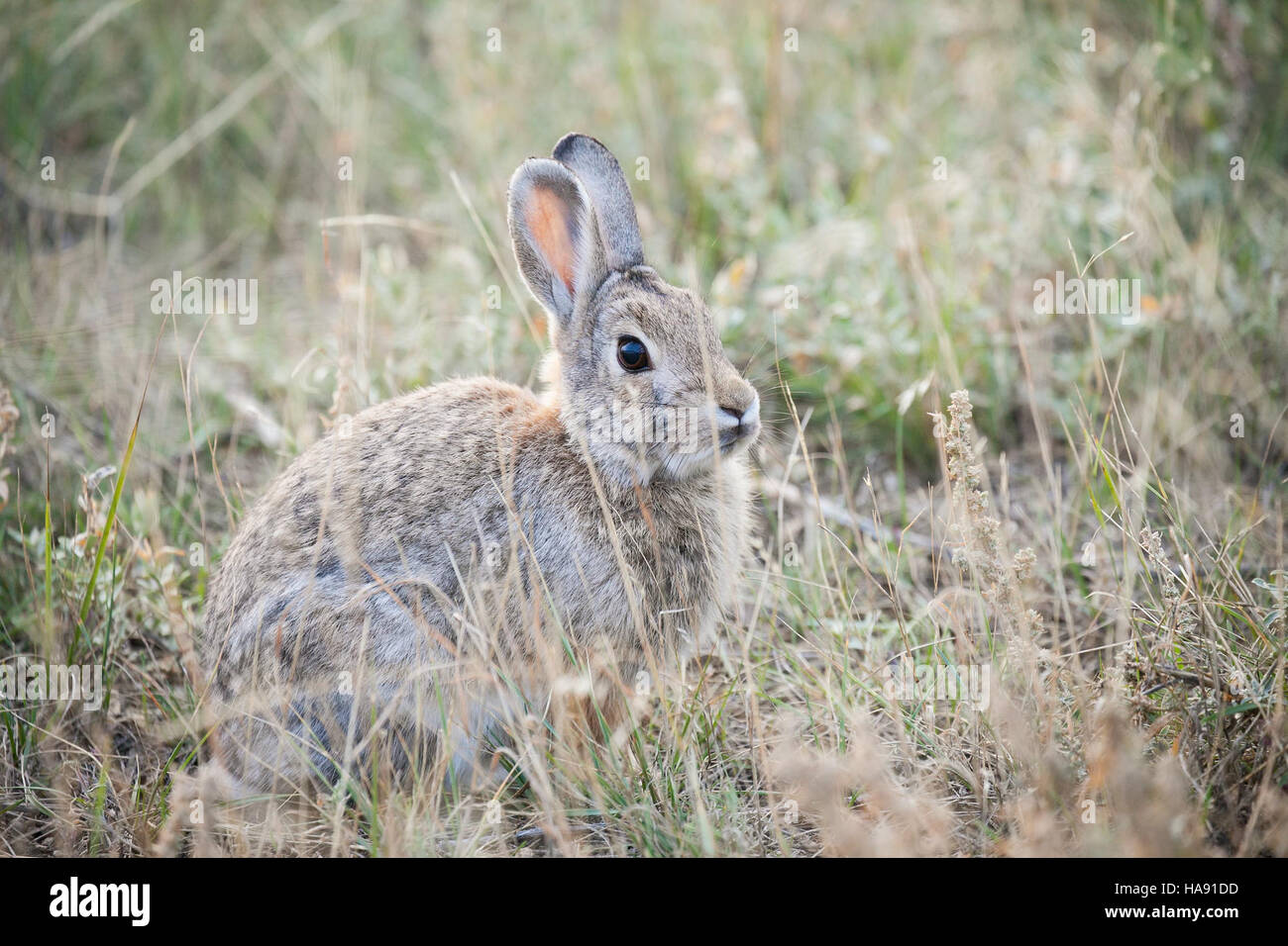 A Cottontail Rabbit spotted at Benton Lake National Wildlife Refuge ...