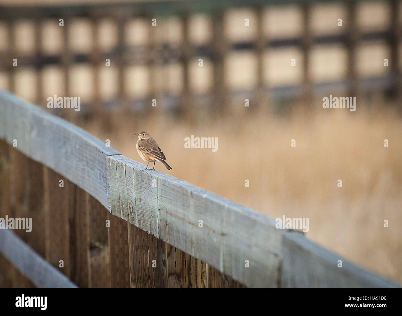 usfwsmtnprairie 30432321665 Am. Pipit at Benton Lake NWR 05 Stock Photo ...