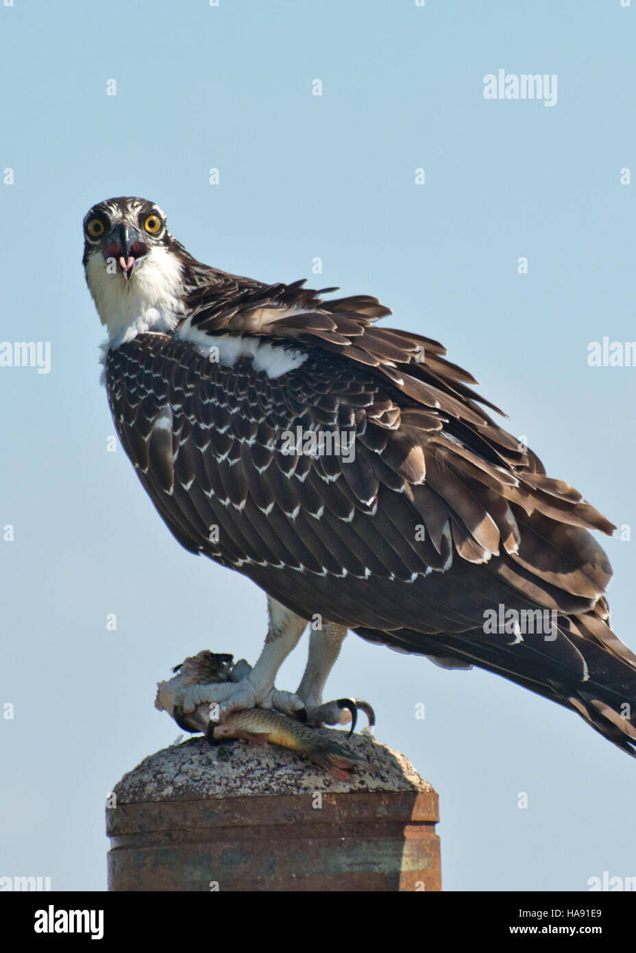 A photo showing a fish species within a National Park, emphasizing the ...