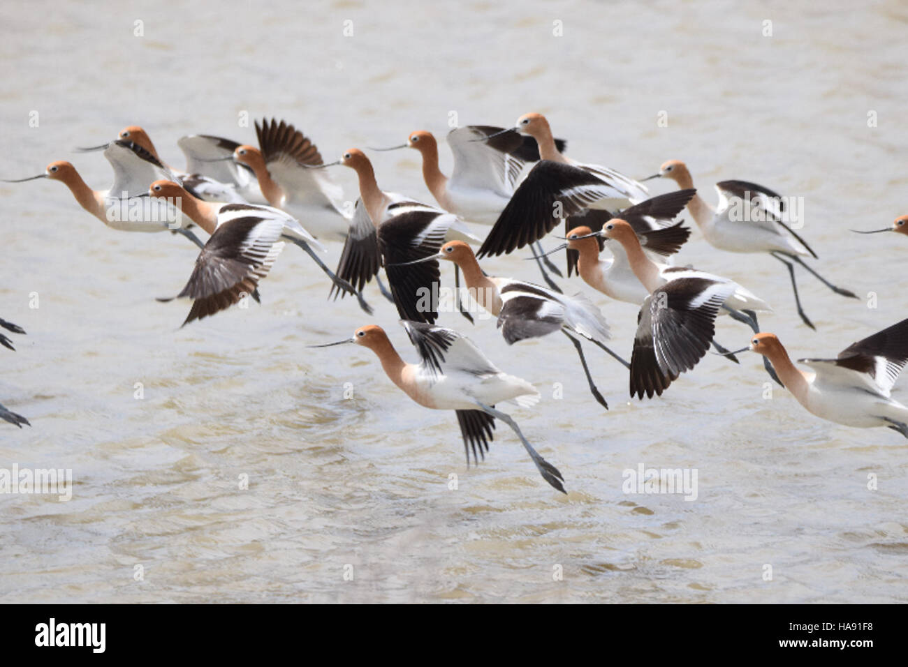 This image captures wildlife in a national park, symbolizing the ...