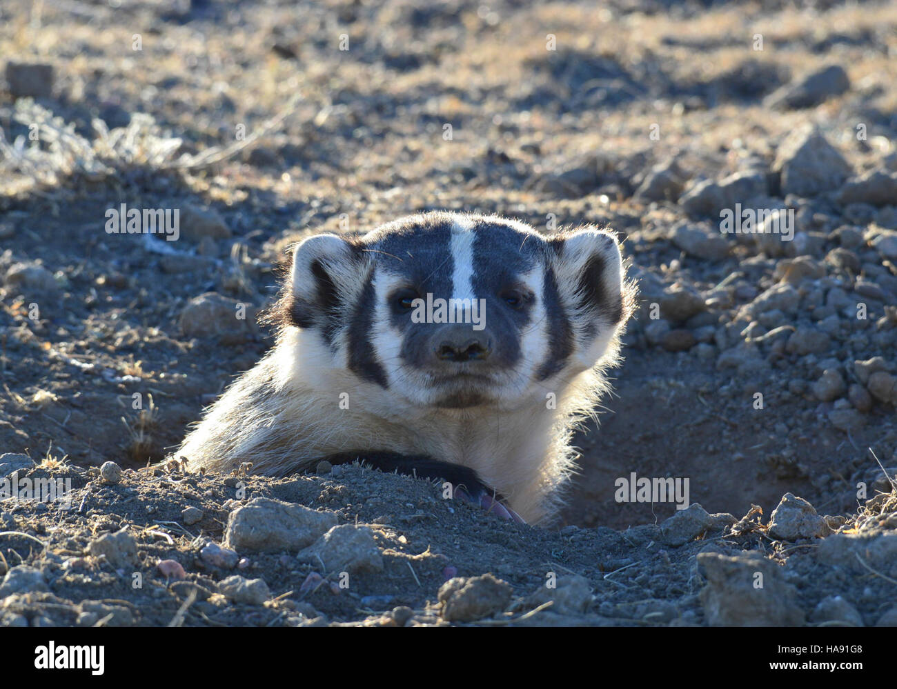 usfwsmtnprairie 30731717971 Badger Stock Photo - Alamy
