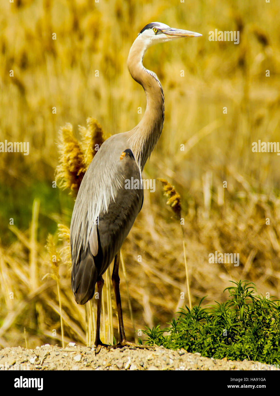 This national park is dedicated to preserving wetlands ecosystems and ...