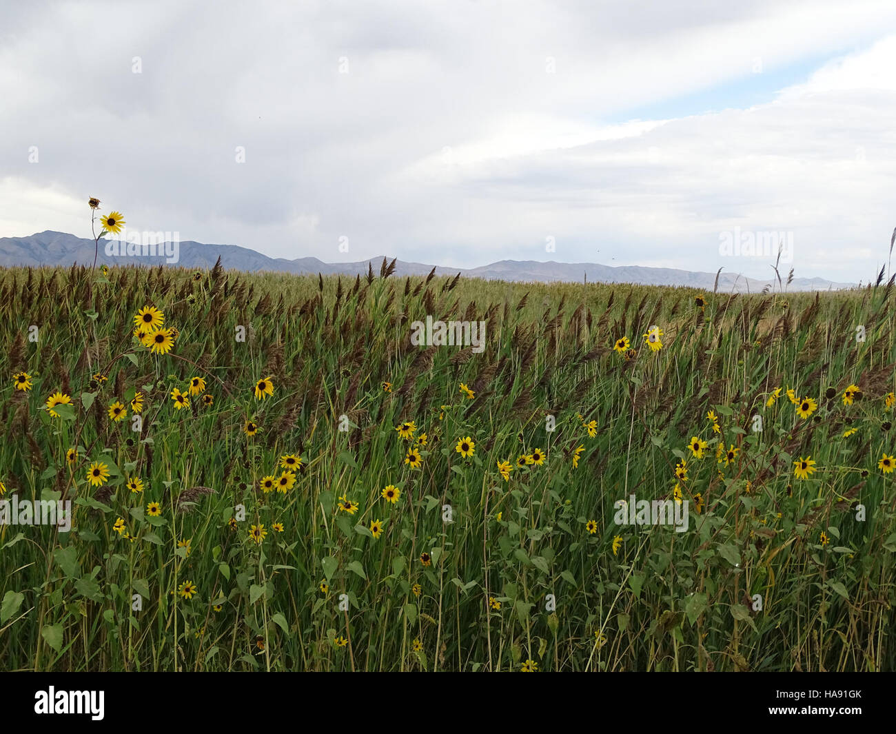 The Sunflowers and Sunshine National Park showcases vibrant sunflower ...