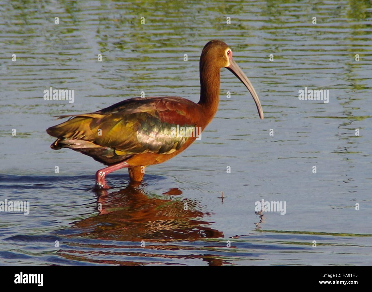The iridescent ibis, captured in a national park, displays its vibrant ...