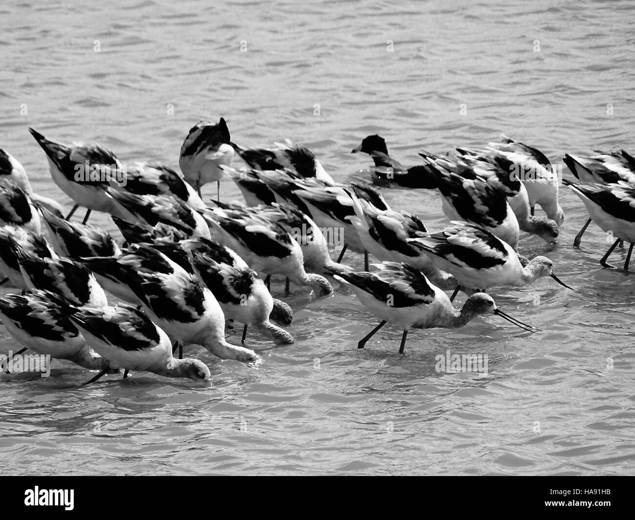 Visitors to walk Black and White Stock Photos & Images - Alamy