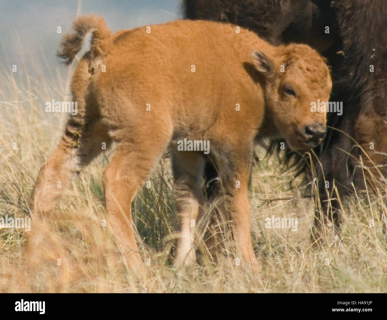 A baby bison in a national park, symbolizing wildlife conservation ...