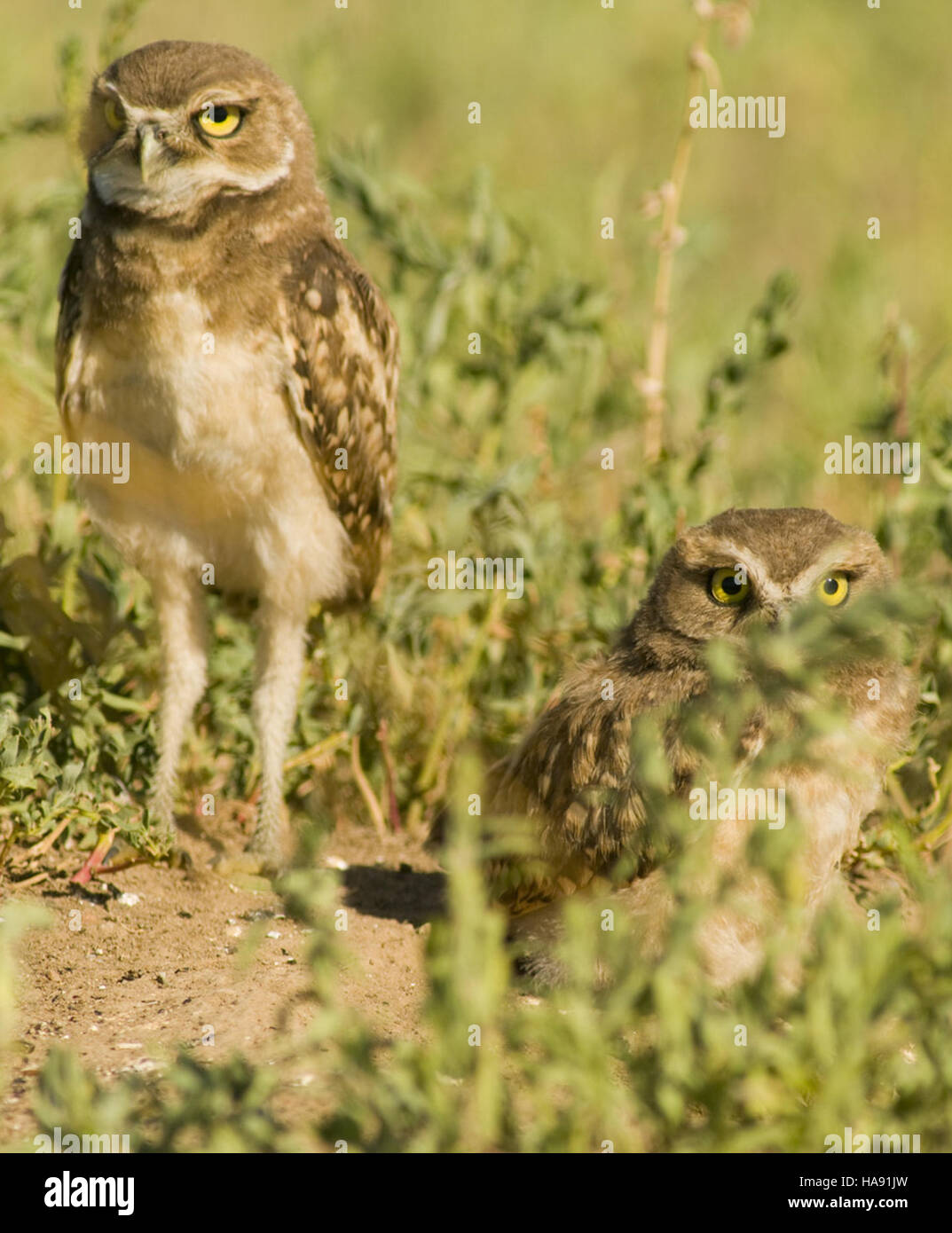 Burrowing owl chicks spotted in their natural habitat within the ...