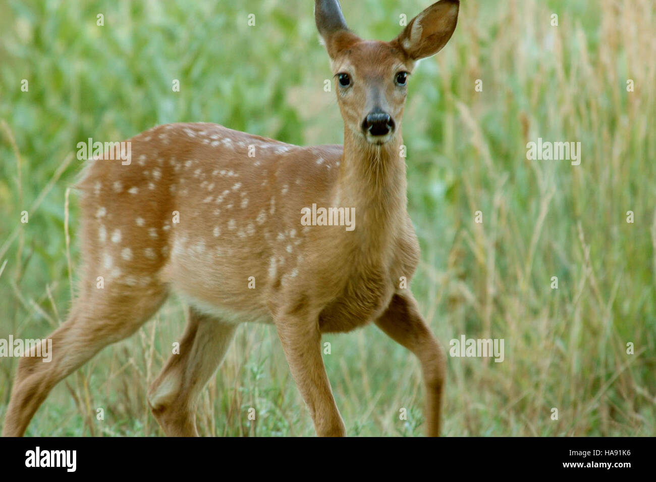 usfwsmtnprairie 4818823113 Spotted Fawn Stock Photo - Alamy