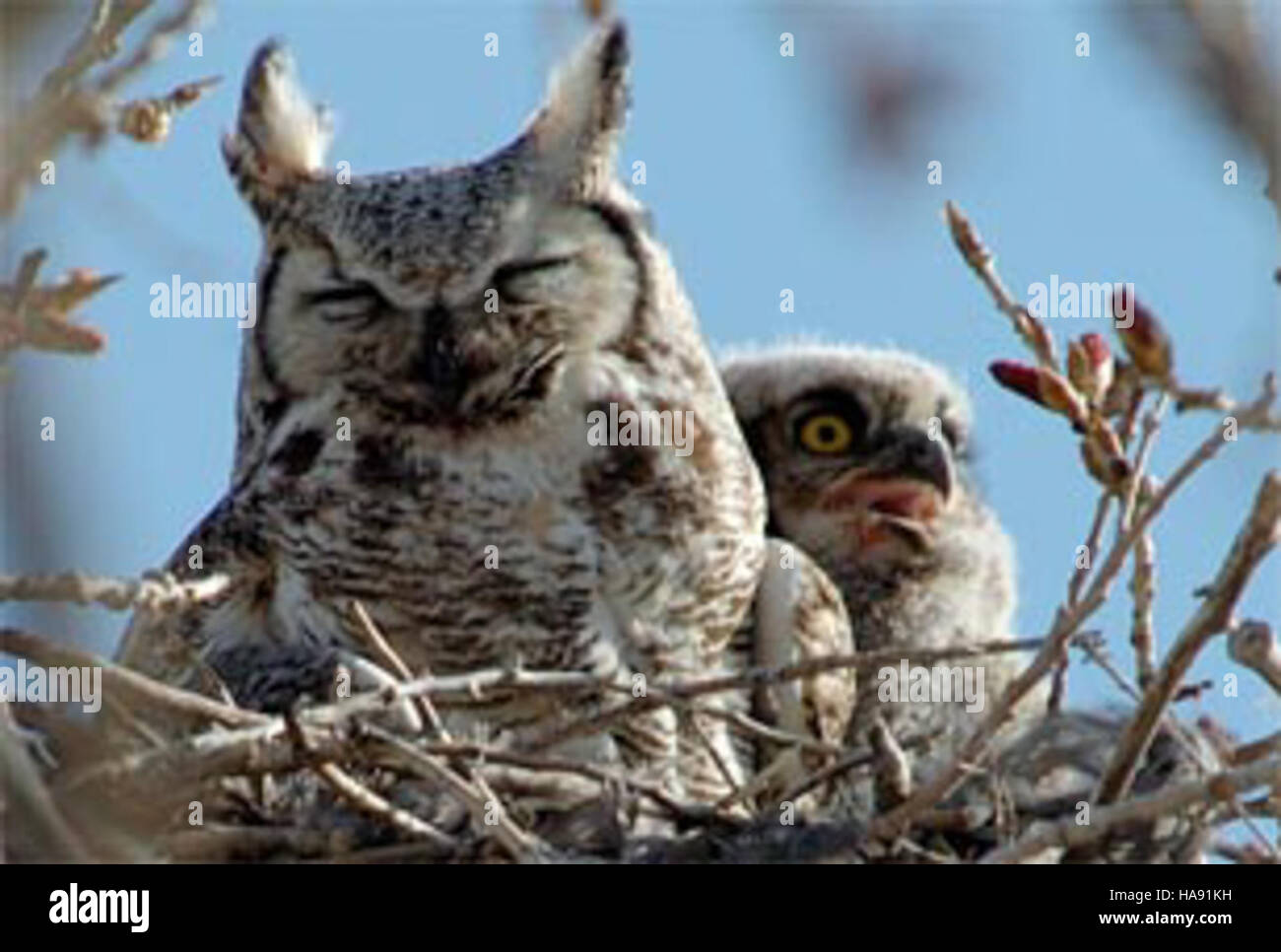 An owl with prominent ear tufts, a feature common in some owl species ...