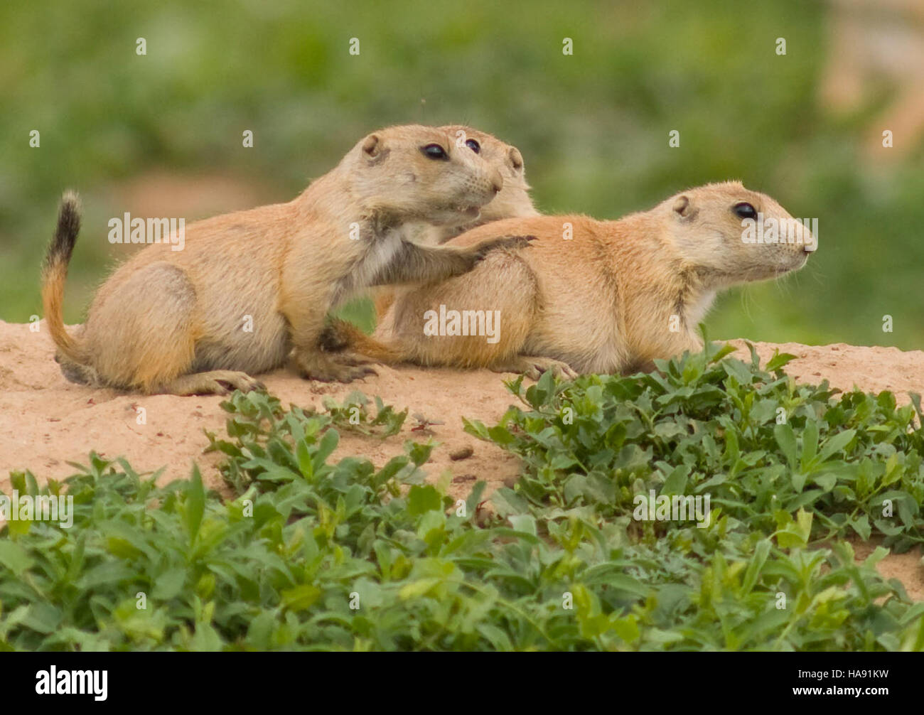 Prairie dog pups in a national park, illustrating the wildlife and ...