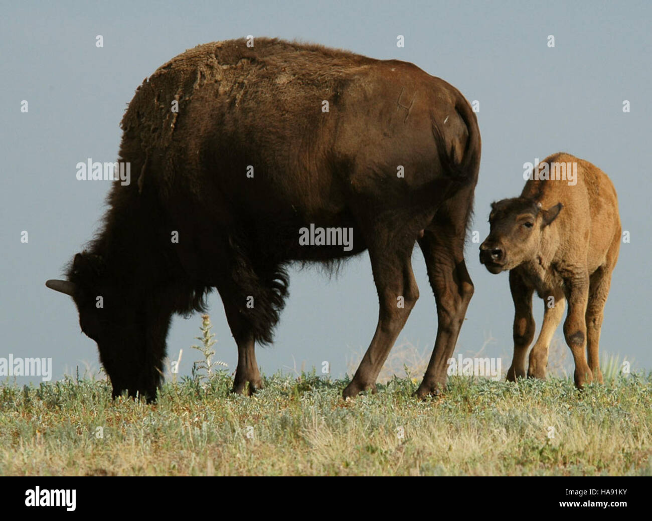 A mother bison and her calf in a National Park, emphasizing the role of ...
