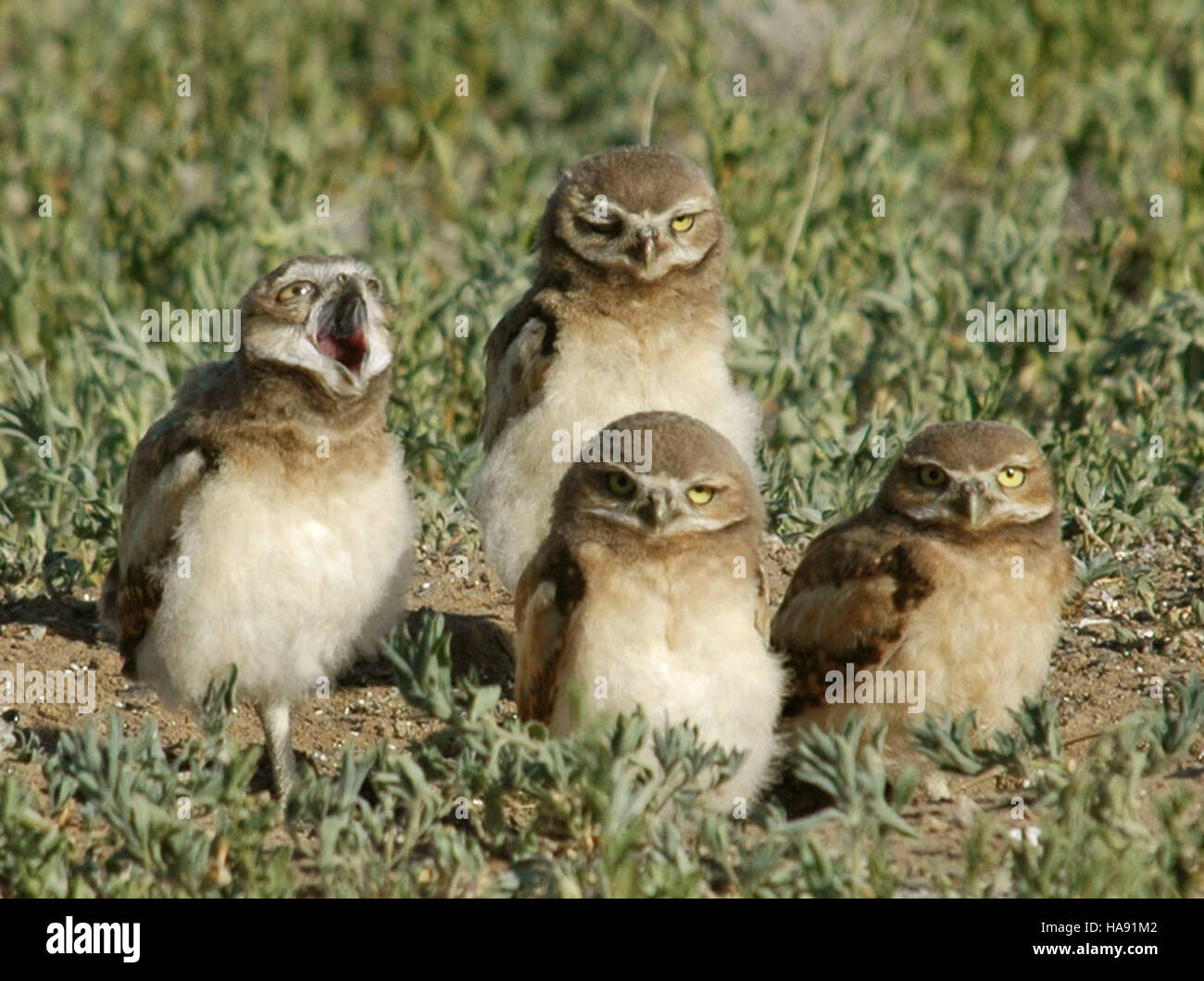 Burrow Borrowers is a term for species, like prairie dogs, that create ...